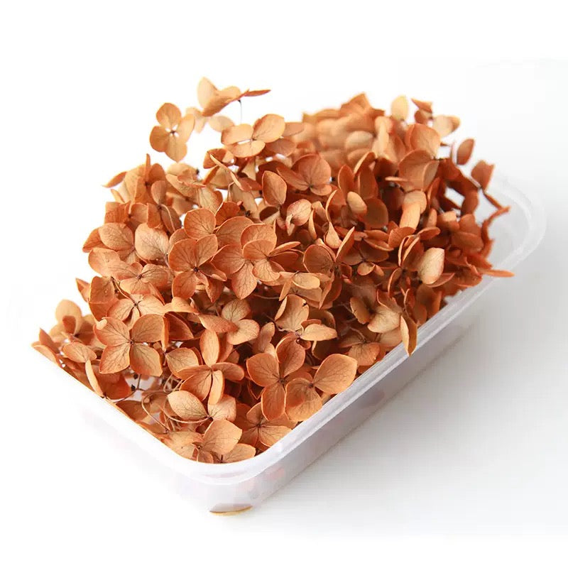 Preserved Hydrangea Petal, Orange, 8g – Dried Flowers Direct